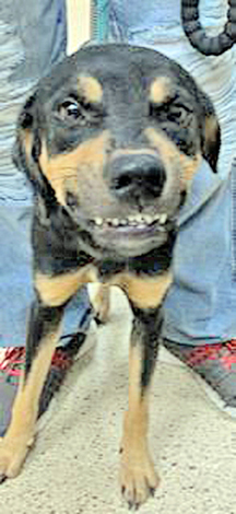 Adopt me! | Schulenburg Sticker