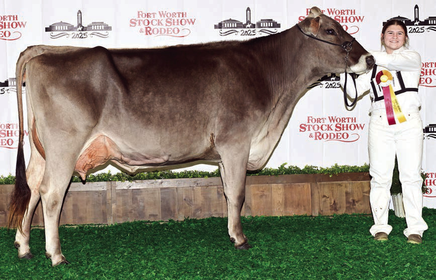 Zapalac shows reserve champion cow in Fort Worth | Schulenburg Sticker